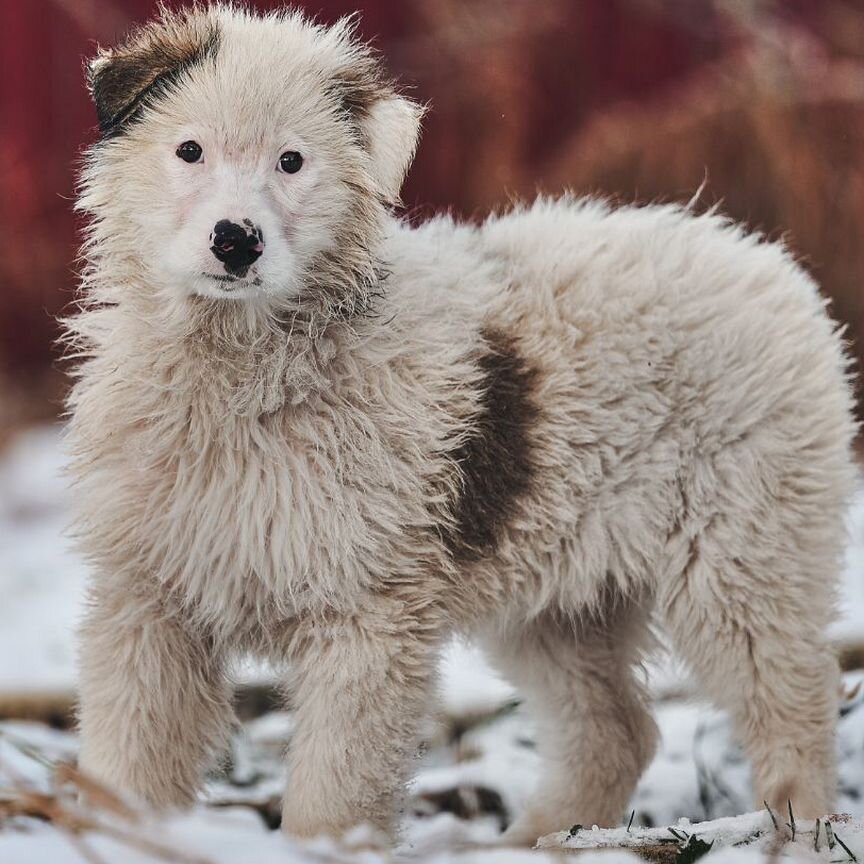 Щенок в добрые руки