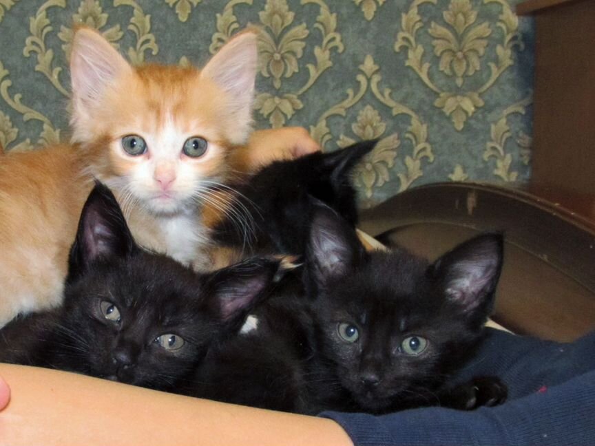 Котята мейн-кун метис