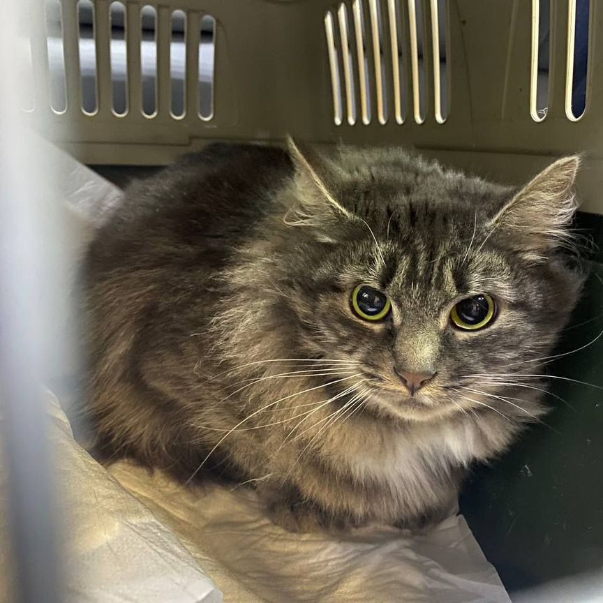 Сибирская кошка Варенька ищет дом