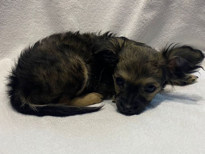 Длинношерстные чихуахуа