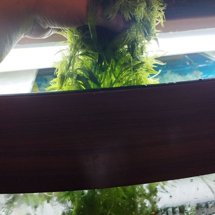 Рогалистник в аквариум