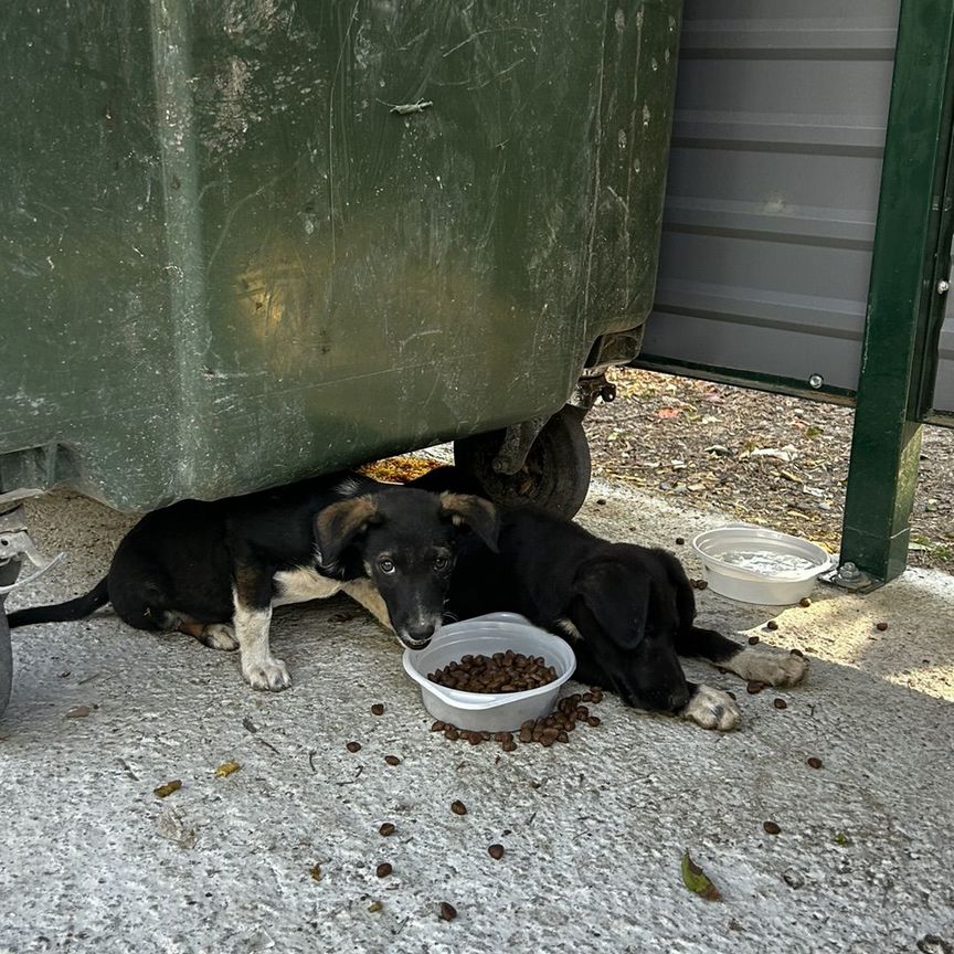 Щенки спасите