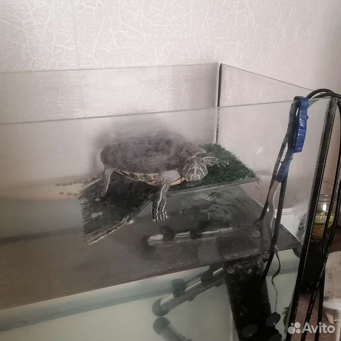 Красноухая черепаха бесплатно