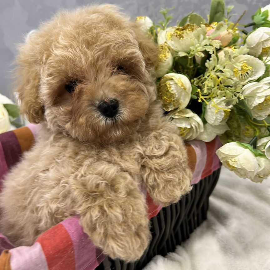 Мальтипу F1 мальчик