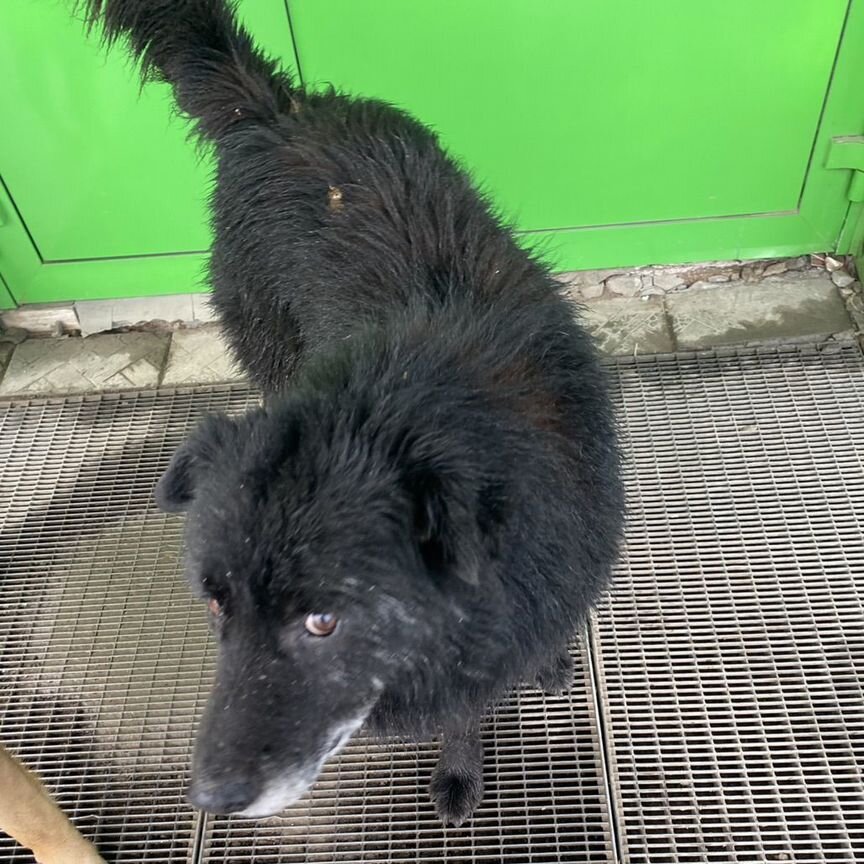 Взрослый пёс в добрые руки