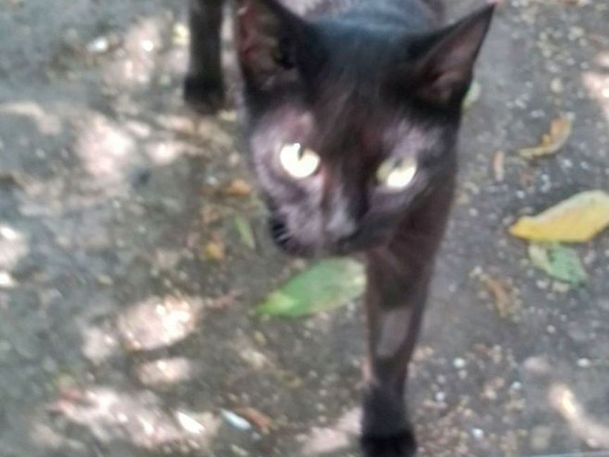 Молоденькая, ласковая киса Ночка ищет дом