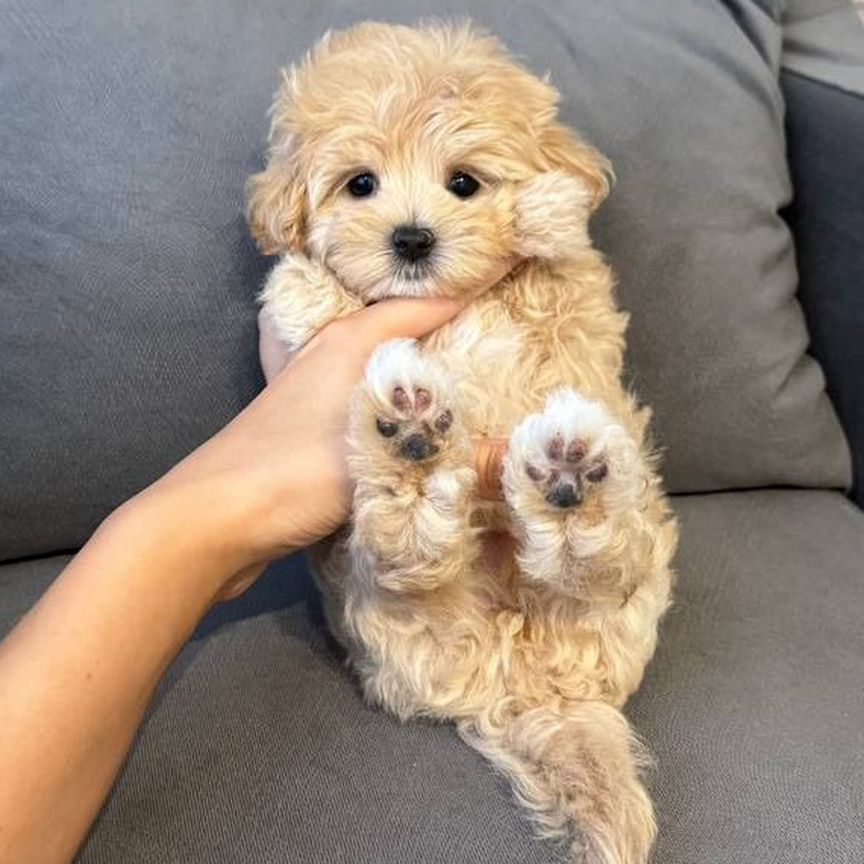 Мальтипу, щенок