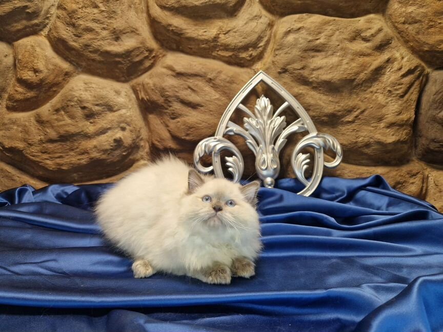 Котенок регдолл мальчик