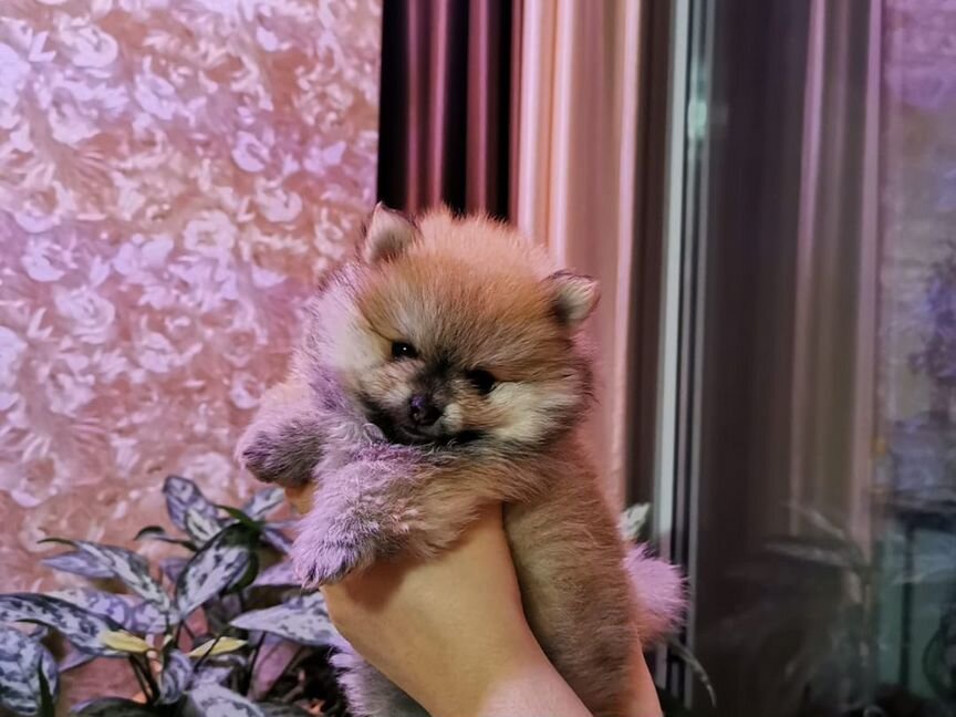 Померанский шпиц медвежьего типа