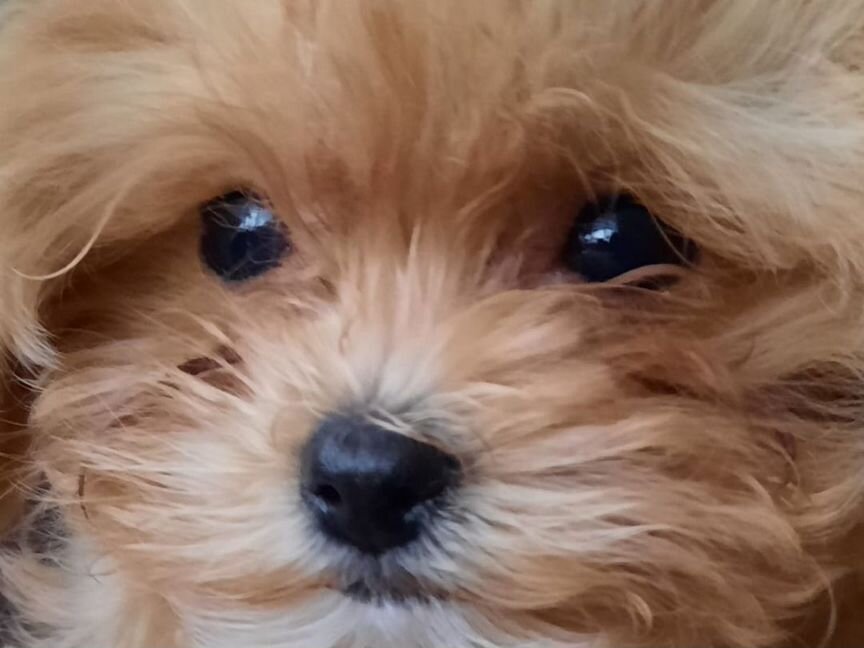 Мальтипу мини мальчик