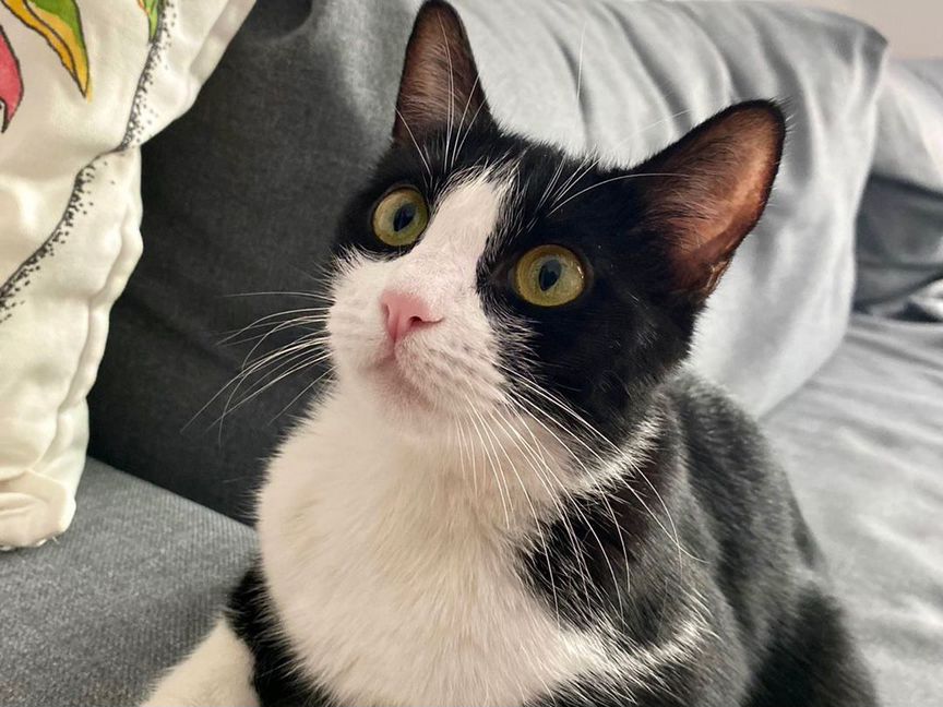 Маркизная черная кошка в добрые руки