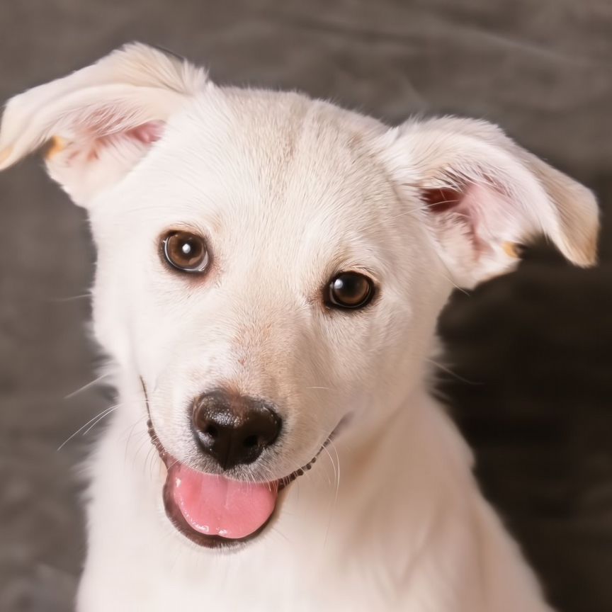 Щенок в добрые руки