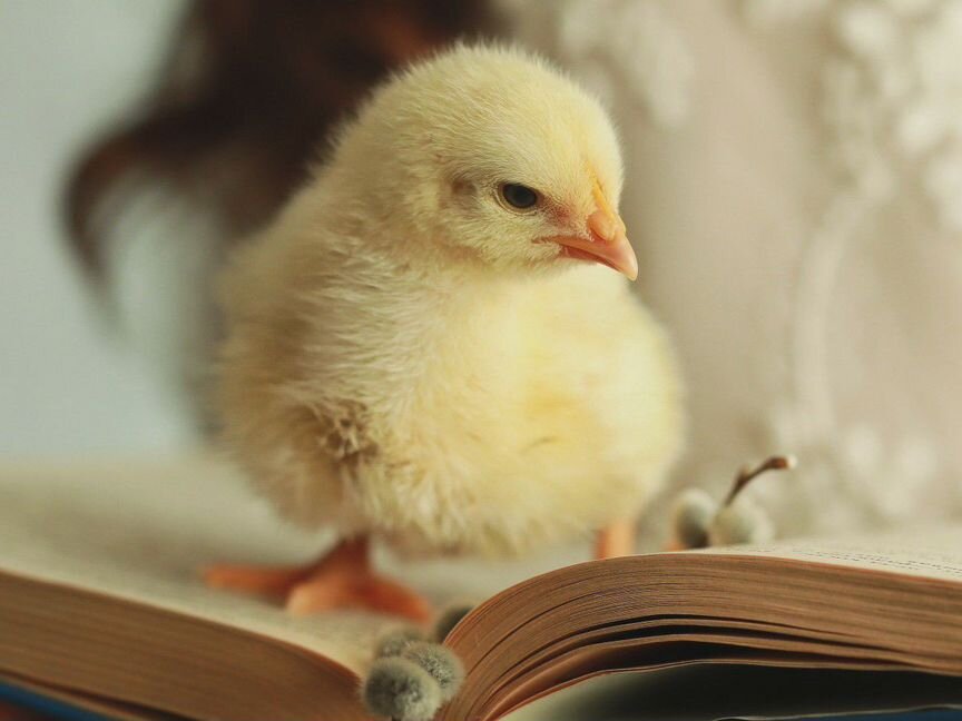 Цыплята и утята