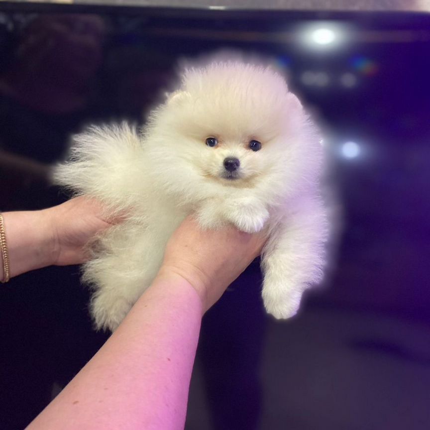 Щенки помераского шпица