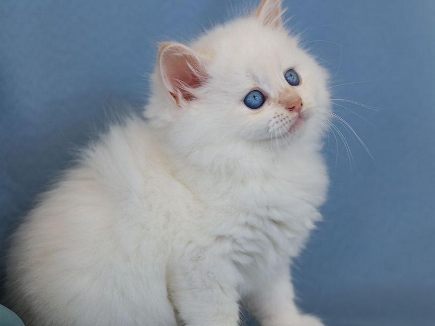 Невский маскарадный шоу класса мальчик