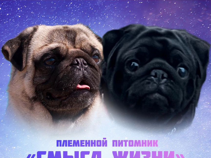 Высокопородные щенки мопса