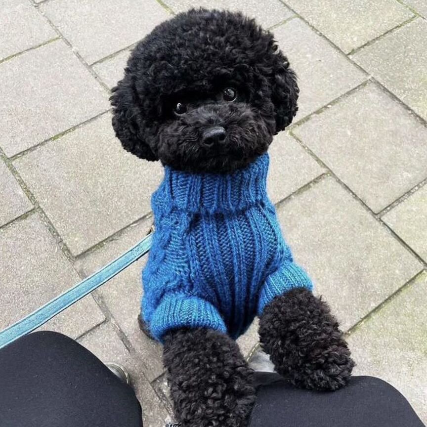 Щенки той пудель