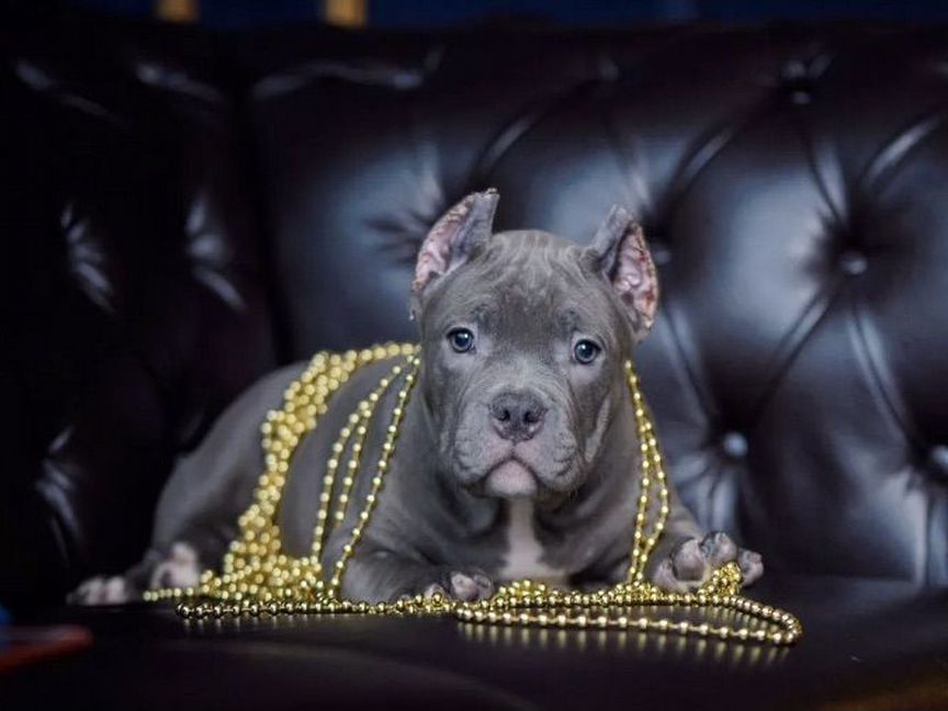 Девочка Американский булли