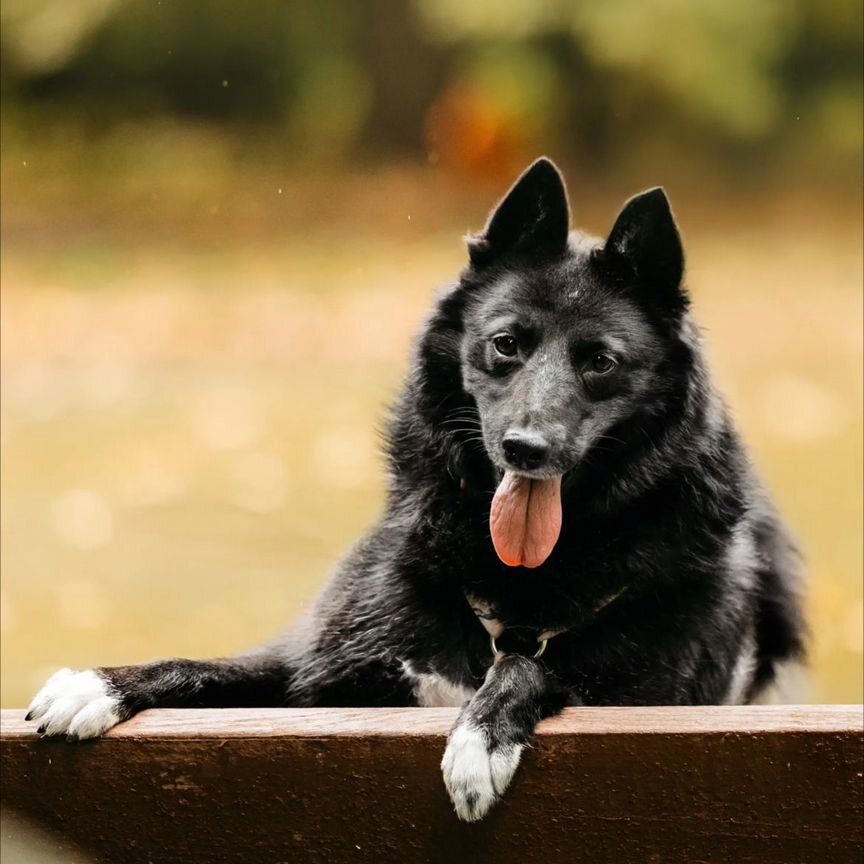 Лайка, взрослая собака