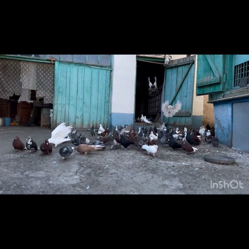 Продажа голубей