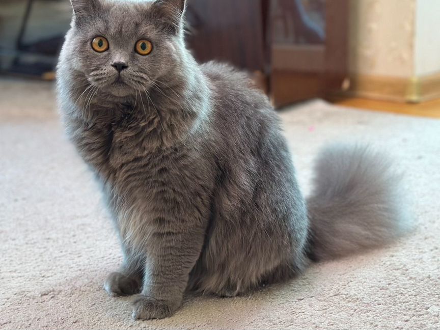 Отдам кота британец 1 год