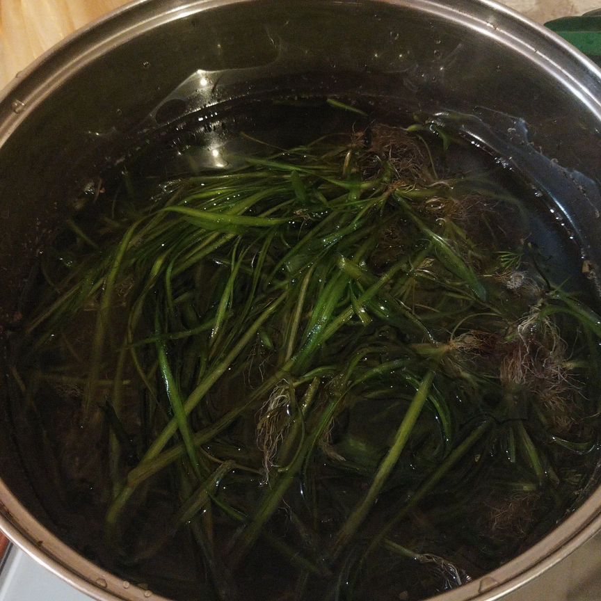 Растение в аквариумное