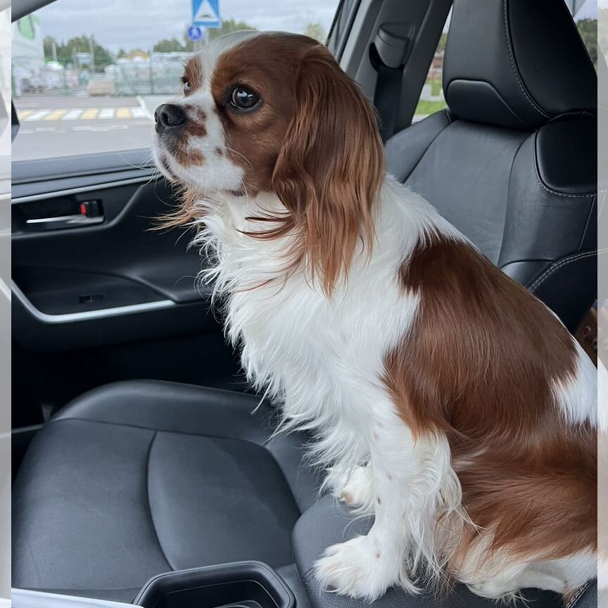 Кавалер кинг чарльз спаниель вязка