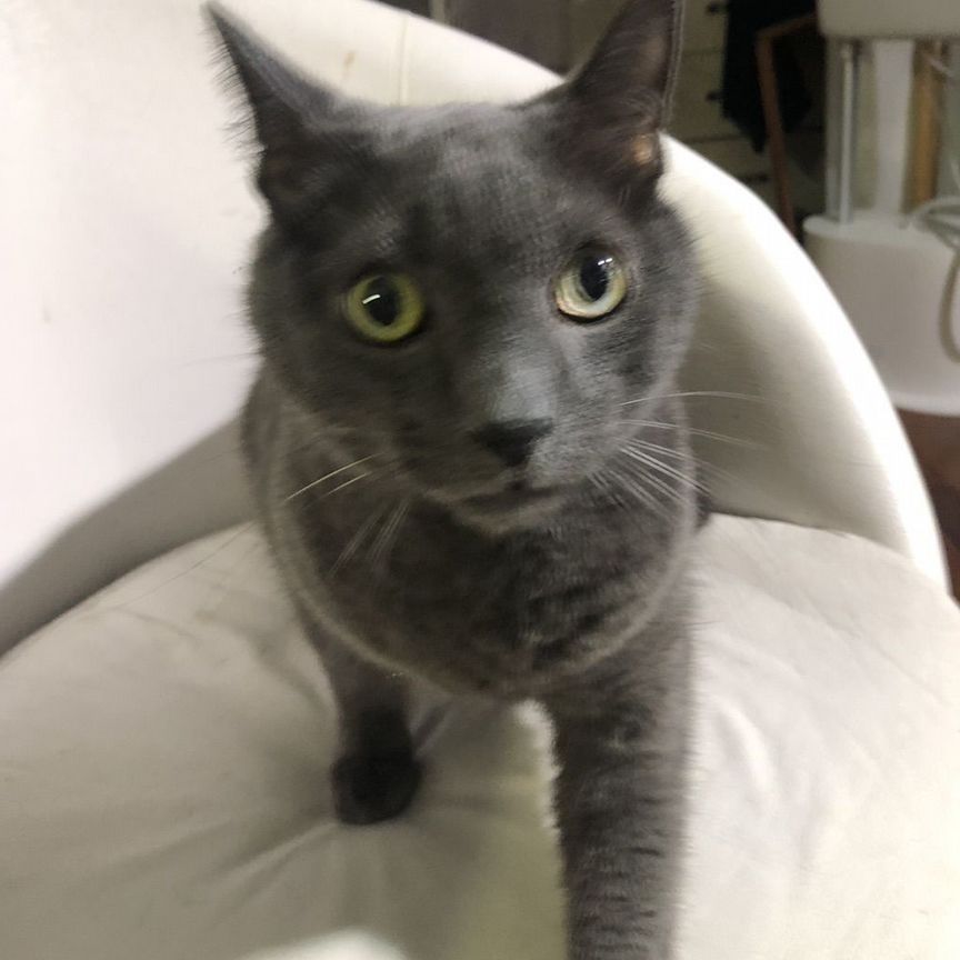 Русский голубой кот, взрослый