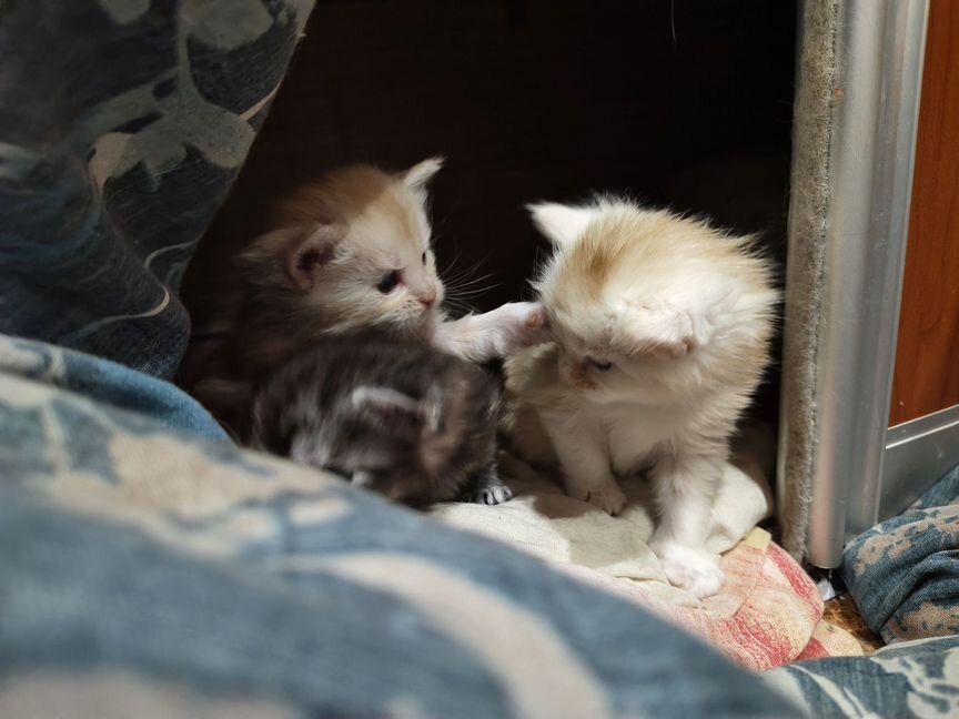 Котята мейн-кун