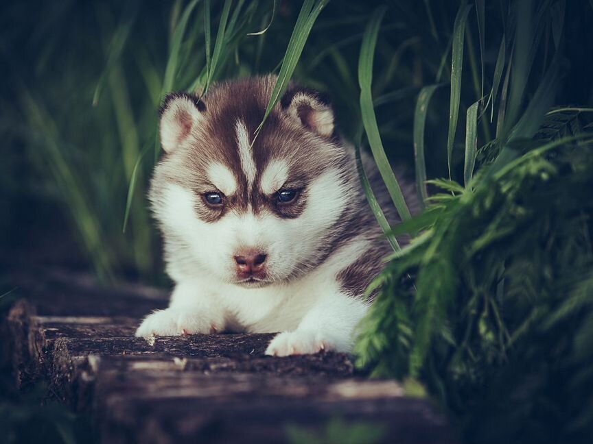 Щенки хаски из питомника Erzulie Freda