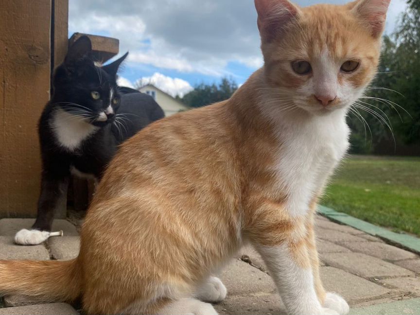 Котята от домашней кошки
