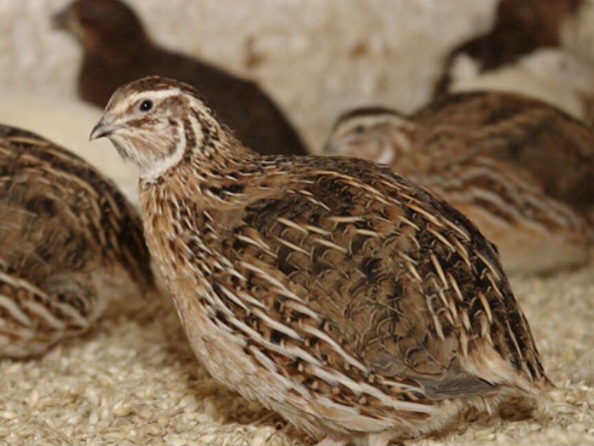 Перепела фараон