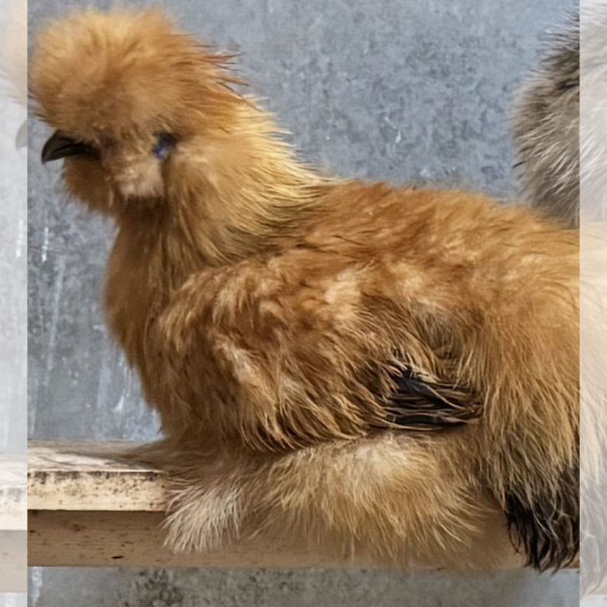 Петух китайской шелковой