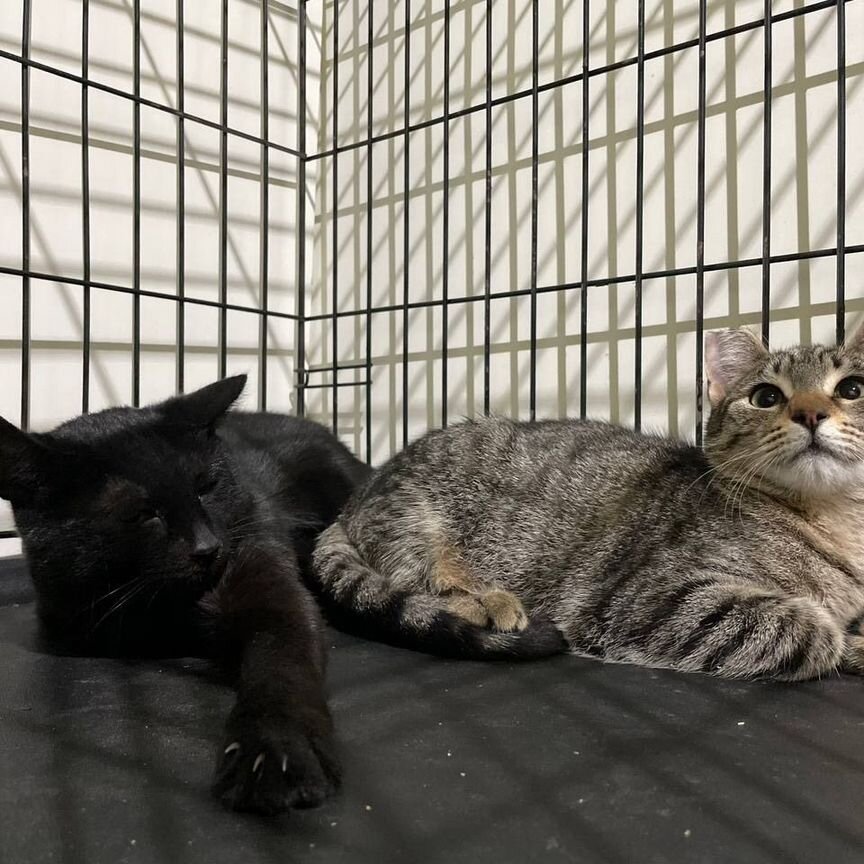 Черный котик подросток
