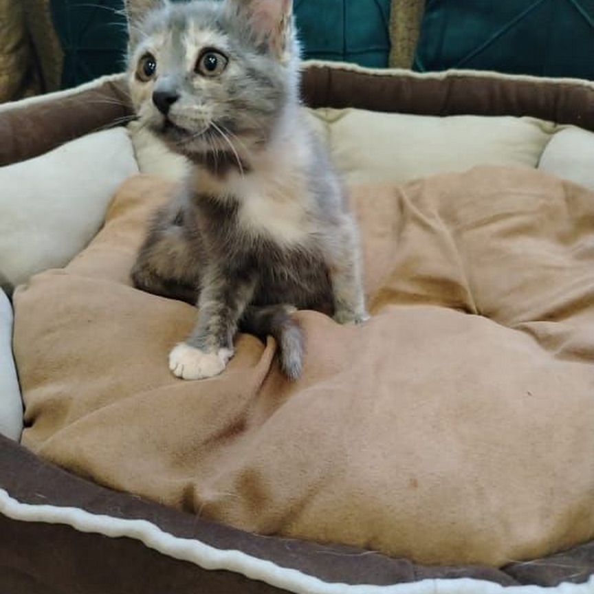 Василиса три мес девочка