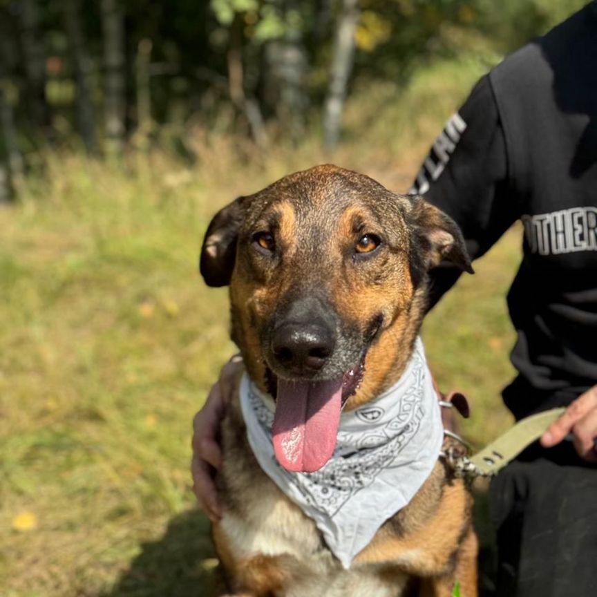 Красавчик пес Август в самые лучшие руки