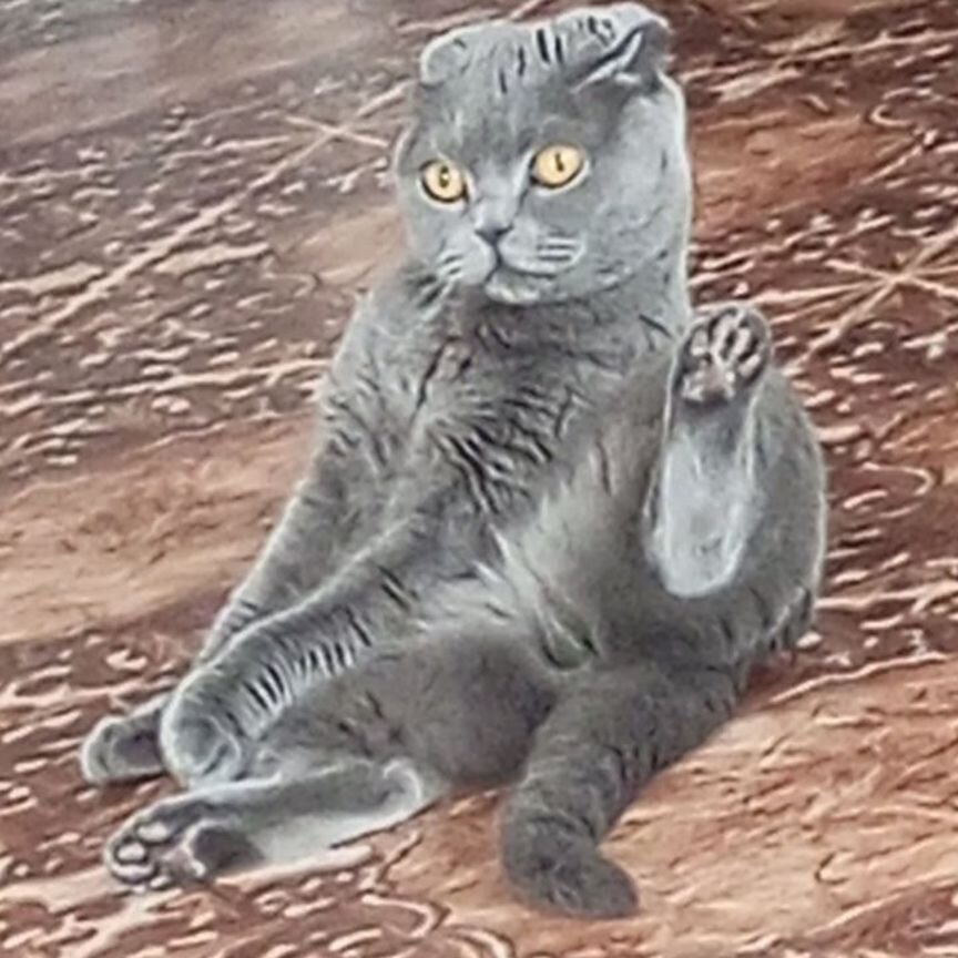 Вязка британских -шотландских