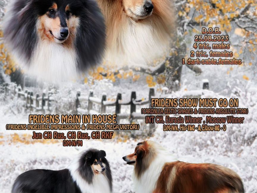 Колли дети