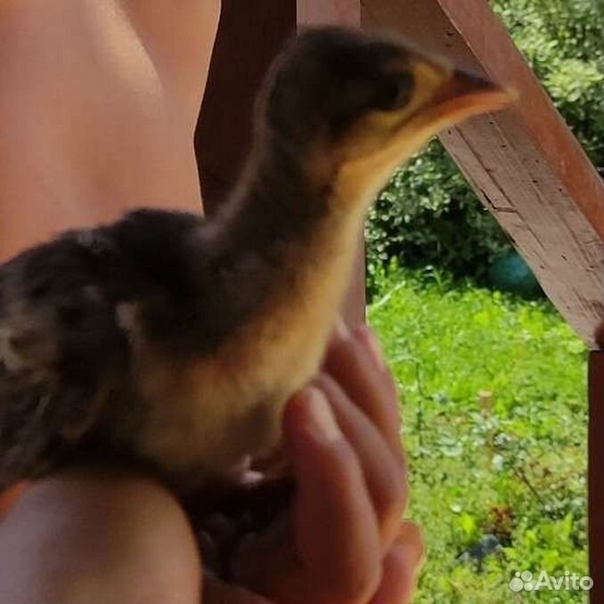 Продаются павлинята