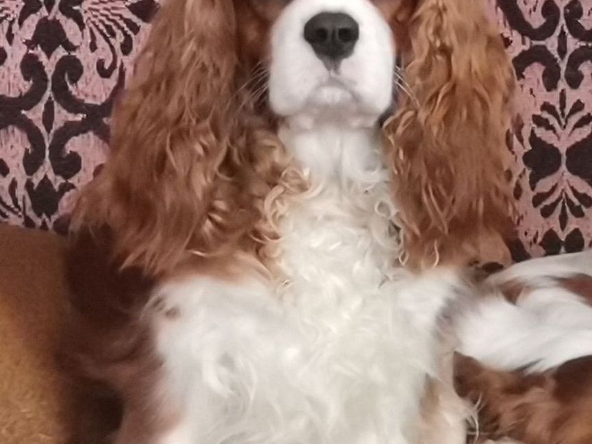 Кавалер кинг чарльз спаниель