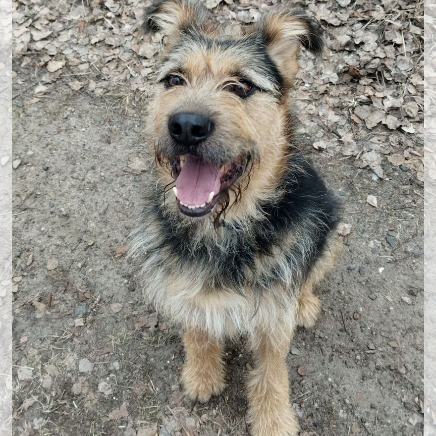 Немецкая овчарка метис