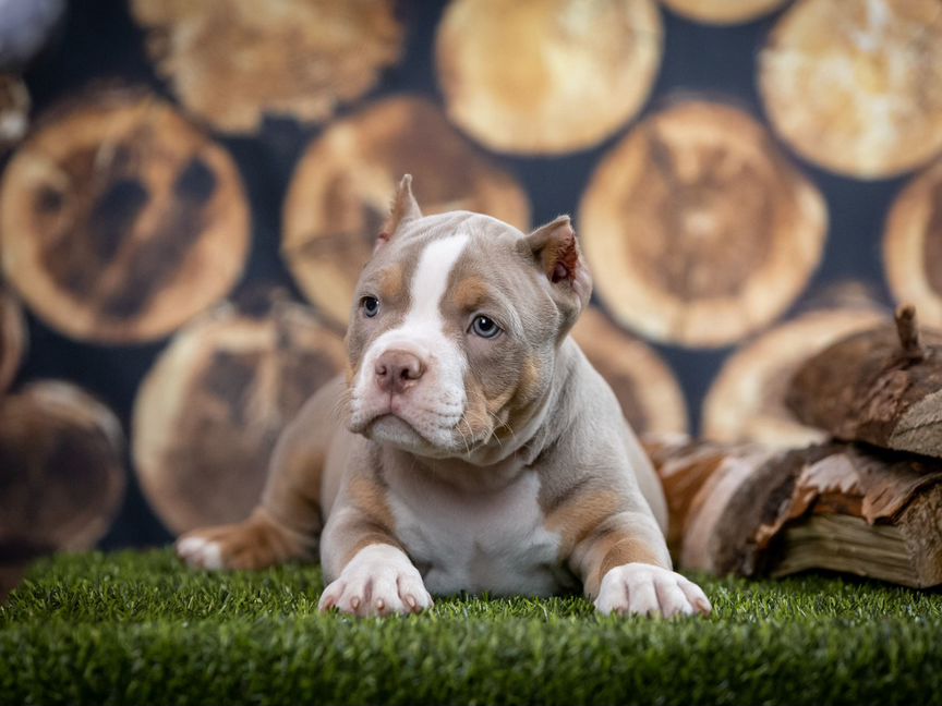 Щенок американский булли