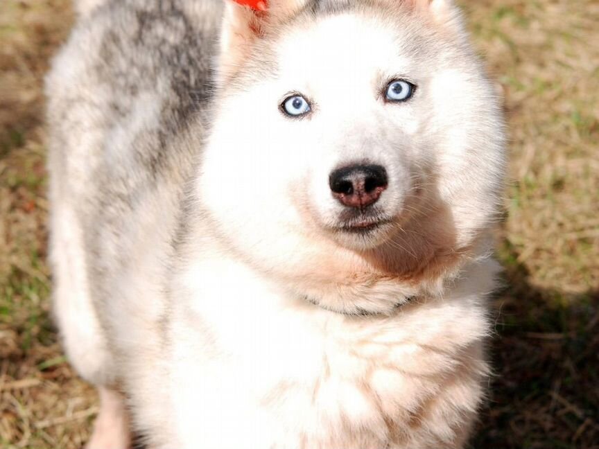 Сибирский хаски девочка в добрые руки