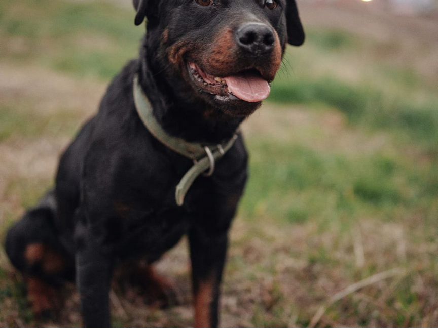 Отдам ротвейлера в добрые руки