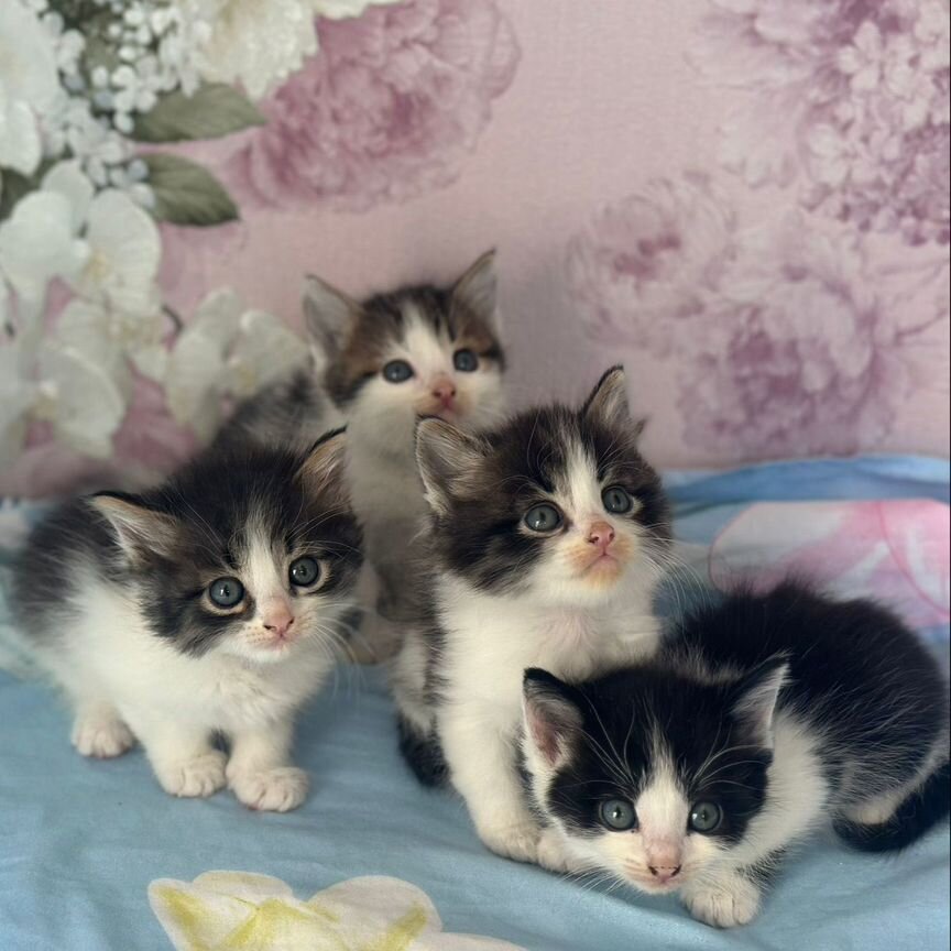 Котята в добрые руки