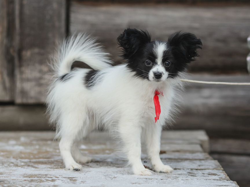 Континентальный той спаниель