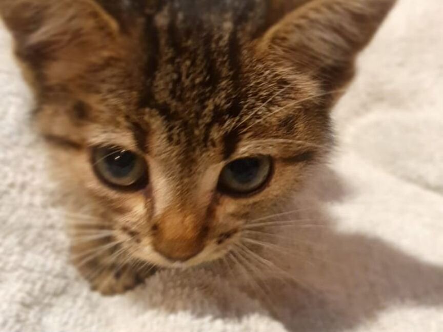 Ну очень маленький котенок
