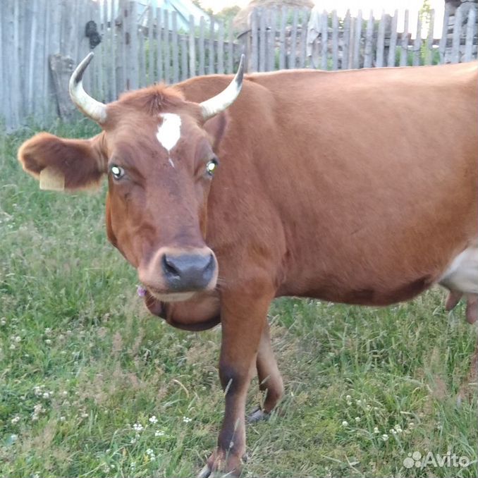 Корова дойная с теленком