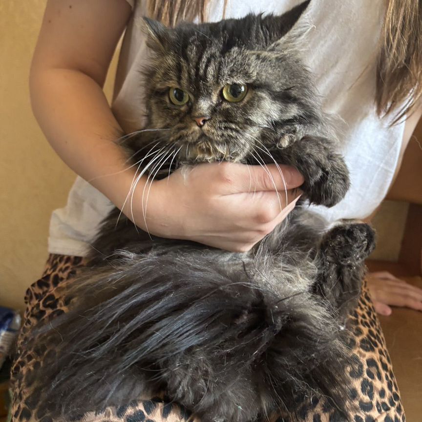 Персидская, взрослая кошка
