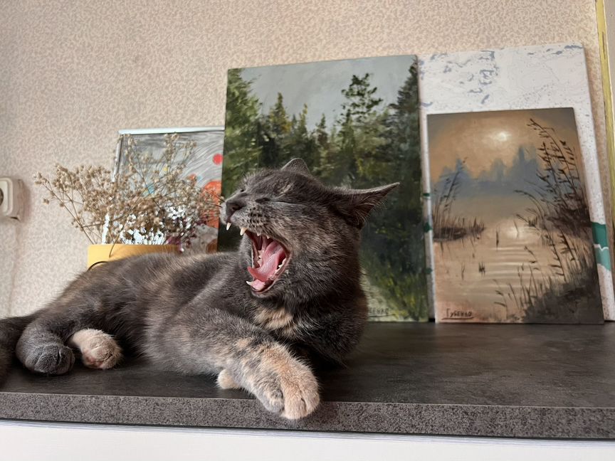 Кошечка, 2 года